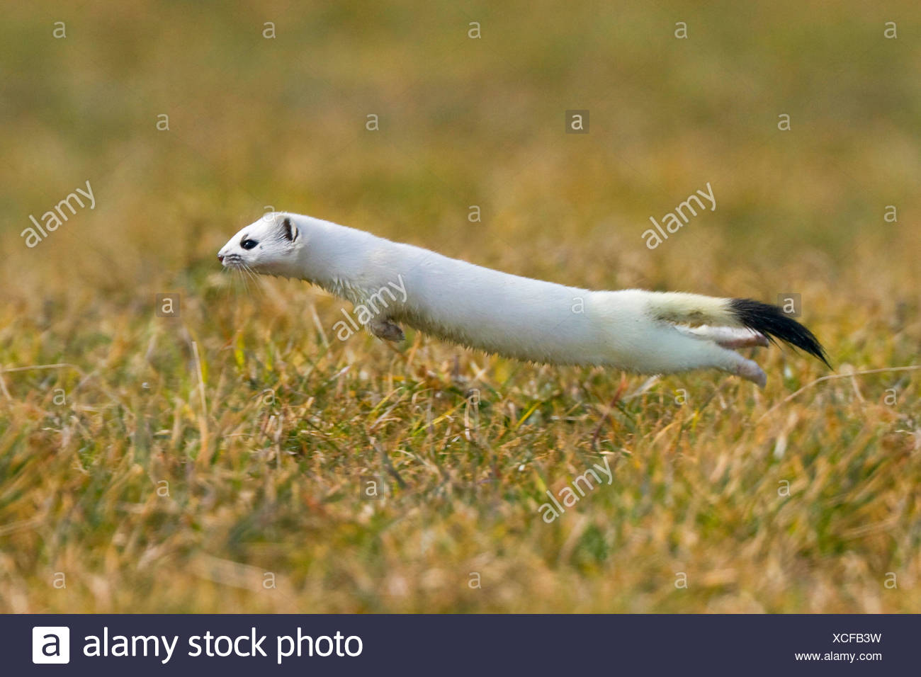 Ermine Stoat Mustela Erminea Jumping Banque d'image et photos - Alamy