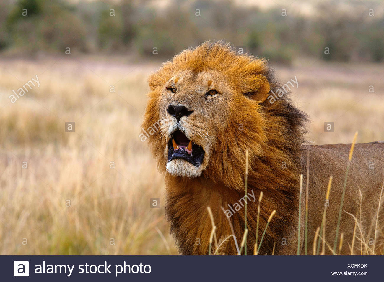 Lion D'afrique Banque d'image et photos - Alamy