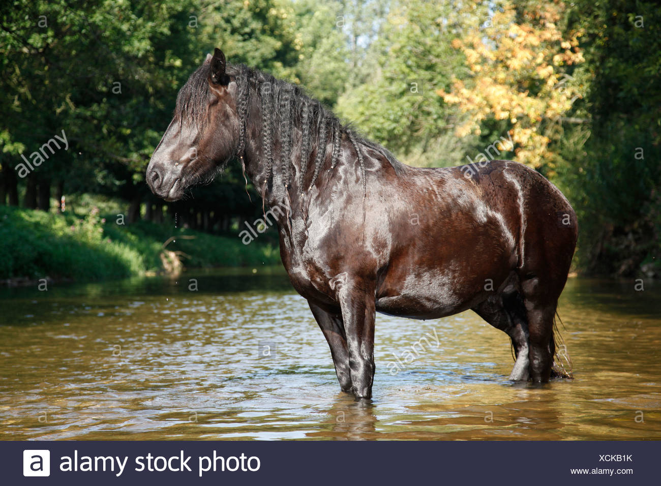 Cheval Frison Tresse Banque d'image et photos - Alamy