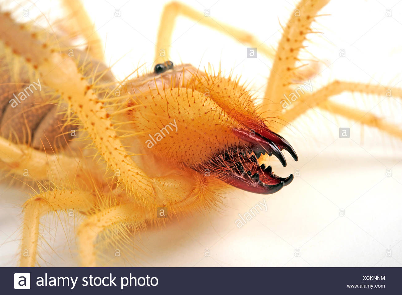 Camel Spider Galeodes Granti Banque d'image et photos - Alamy