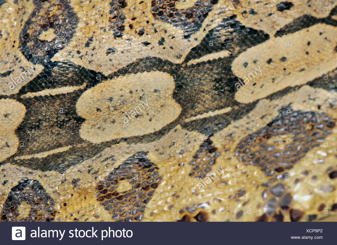 Couleuvre Rouge Banque d'image et photos - Alamy