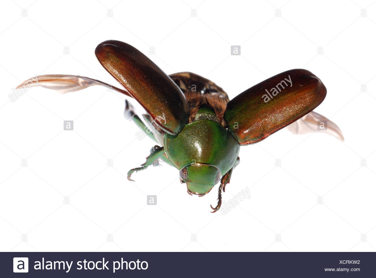 Green Scarab Beetle Banque d'image et photos - Alamy