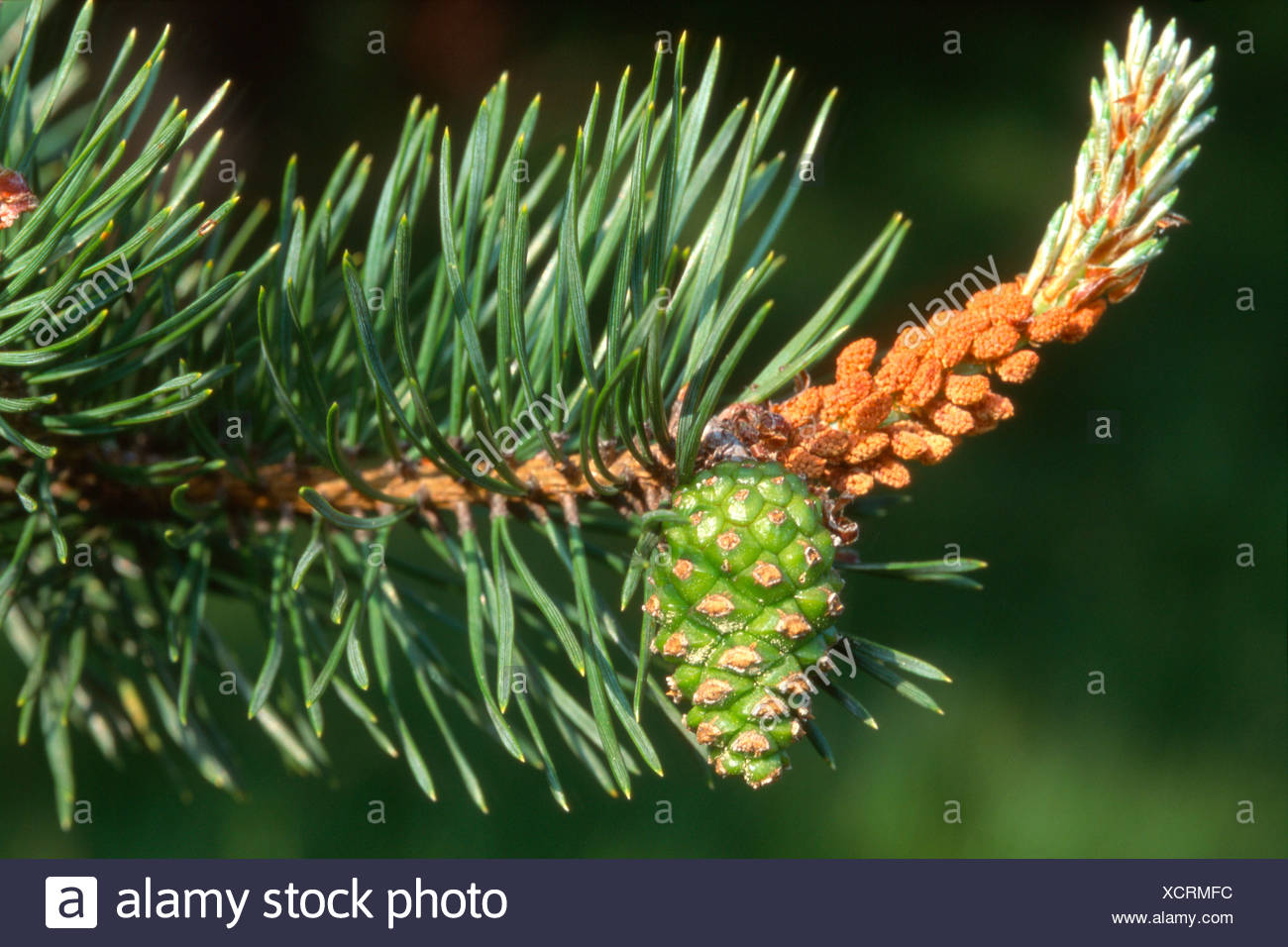 Pinus Sylvestris Cone Banque d'image et photos - Alamy