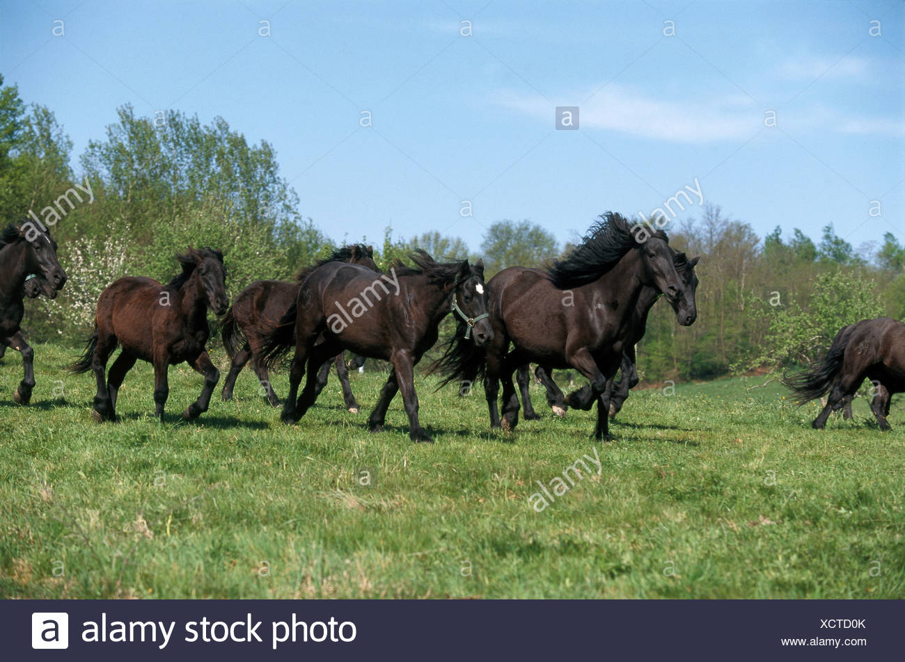 Cheval De Merens Banque d'image et photos - Alamy