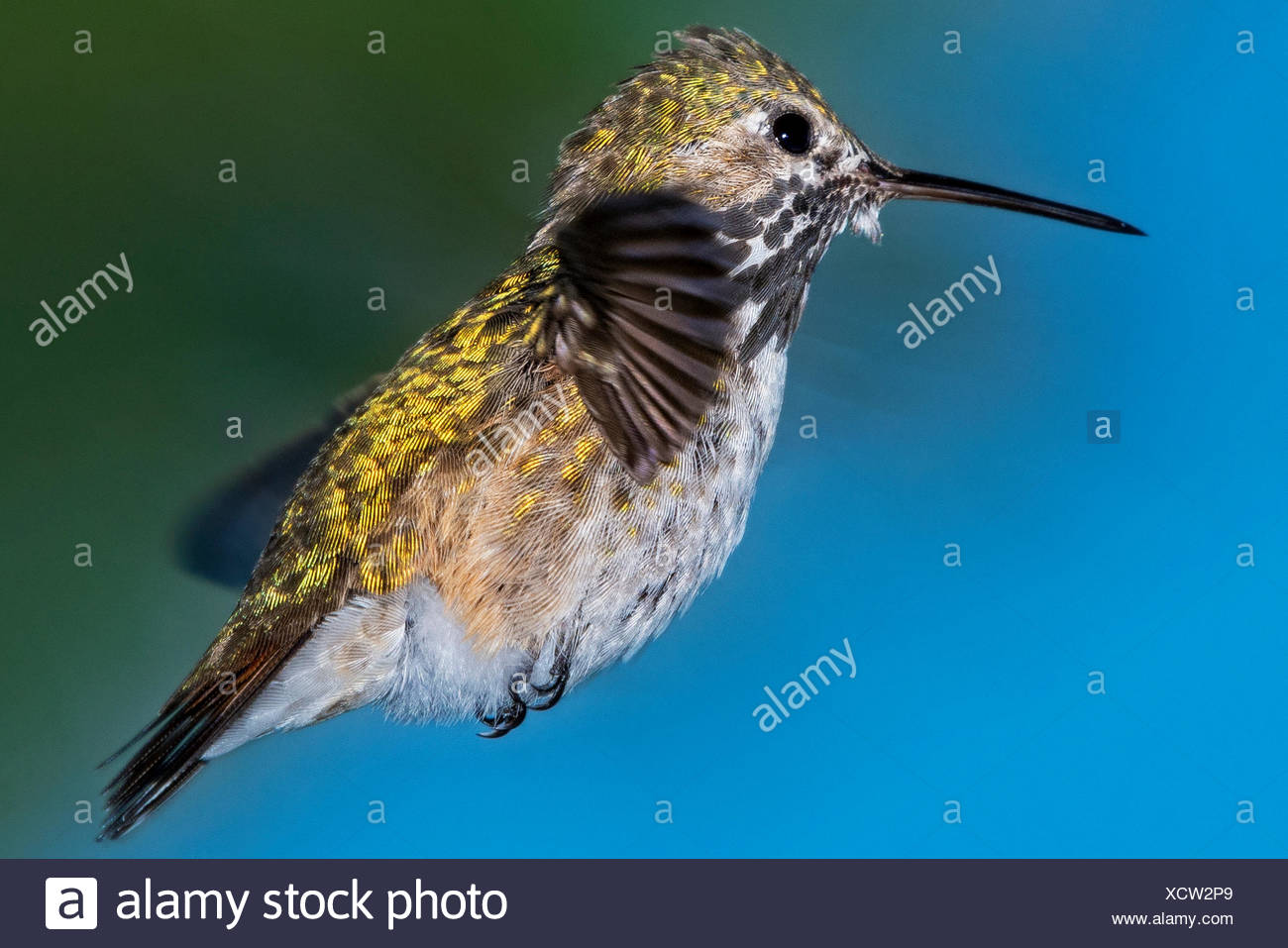 Colibri Animal Banque d'image et photos - Alamy