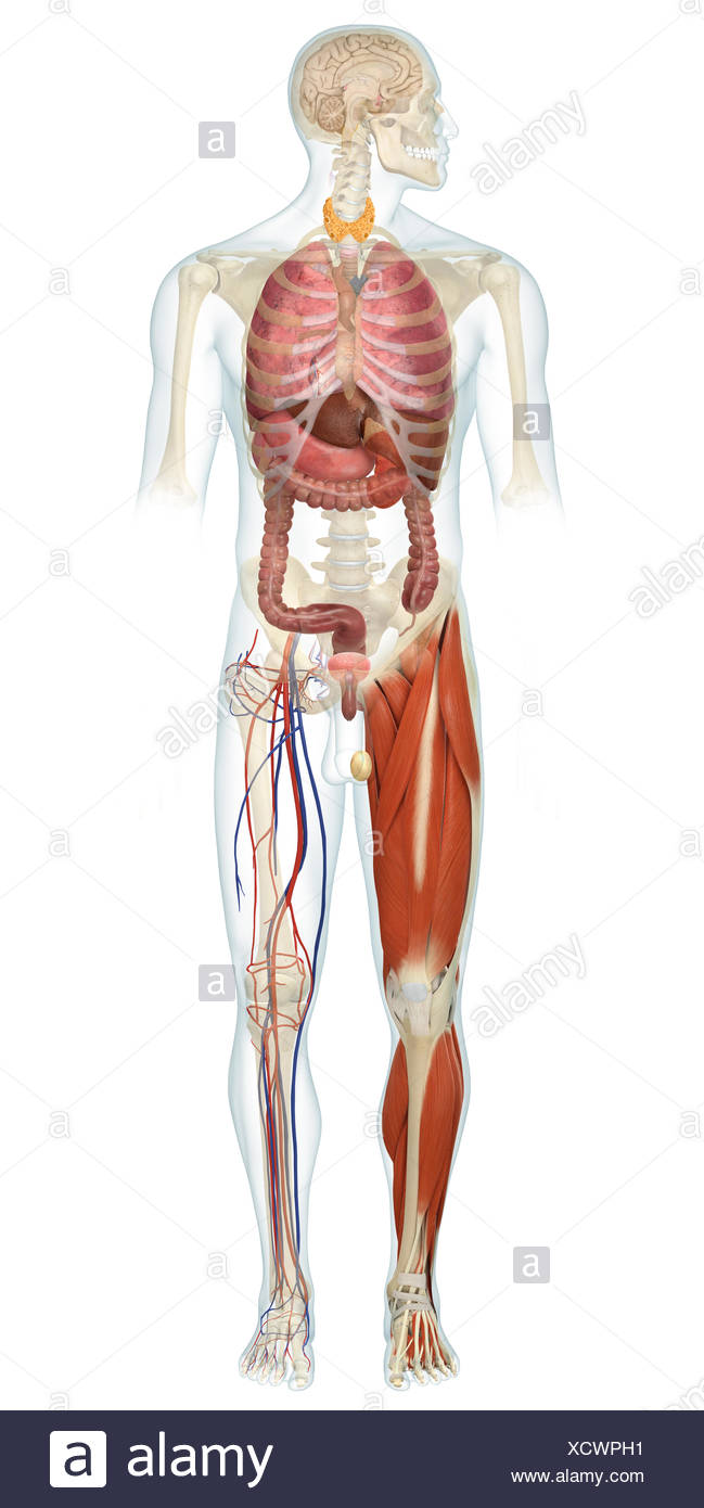 Human Body Banque d'image et photos - Alamy