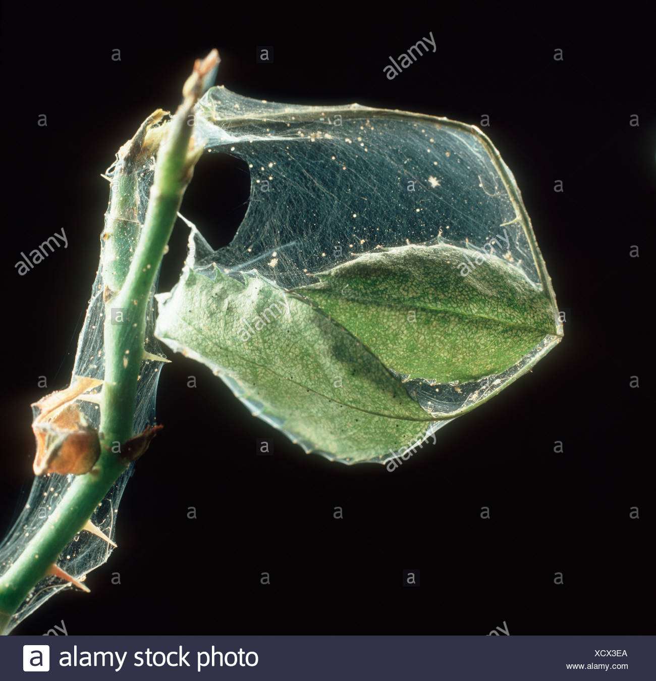 Two Spotted Spider Mite Tetranychus Banque d'image et photos - Alamy