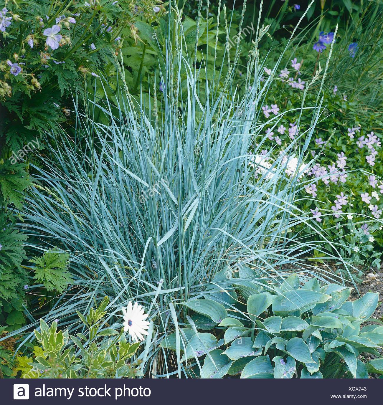 Elymus Glaucus Banque d'image et photos - Alamy