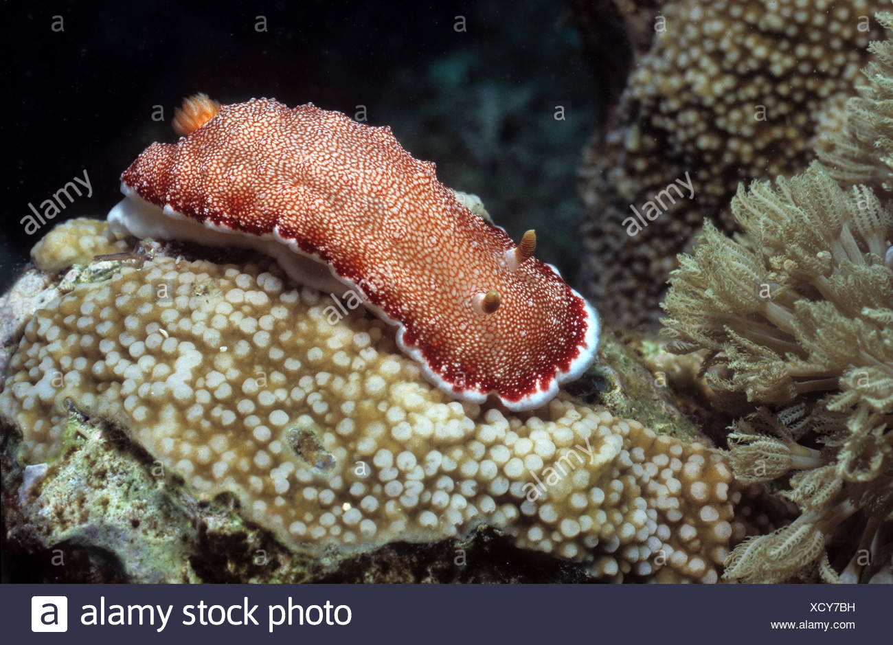 Limace De Mer Hermaphrodite Banque d'image et photos - Alamy