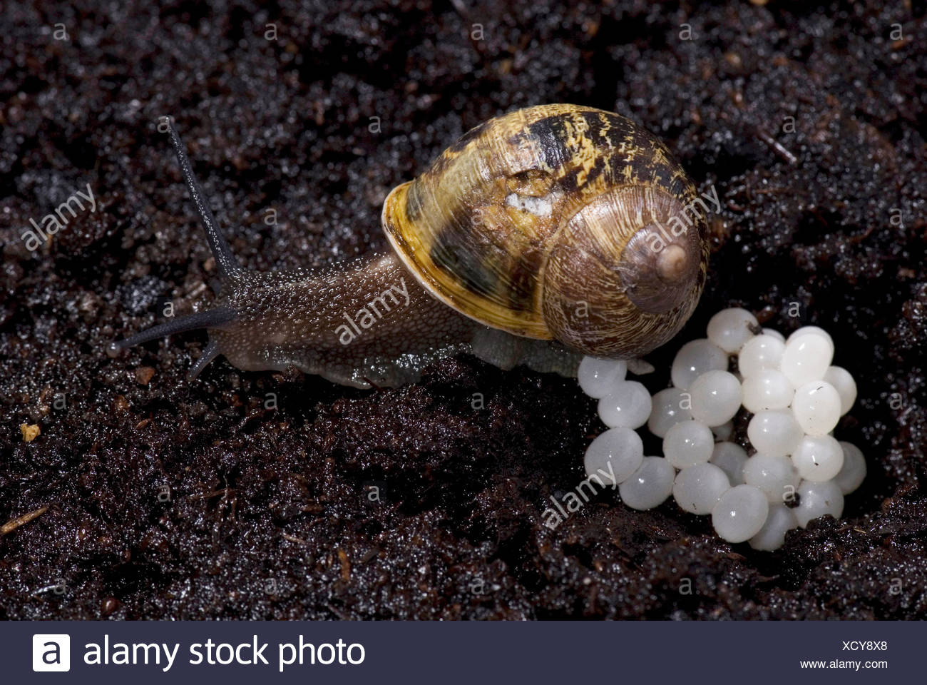 Eggs Garden Snail Helix Aspersa Banque d'image et photos - Alamy