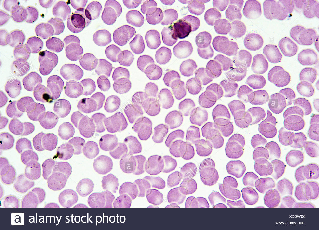 Cells Erythrocytes Banque d'image et photos - Alamy