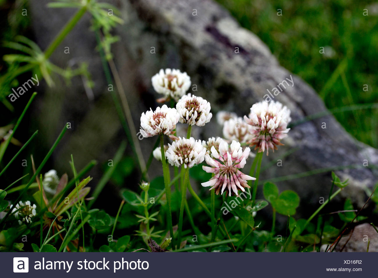 Trifolium Repens Banque d'image et photos - Alamy