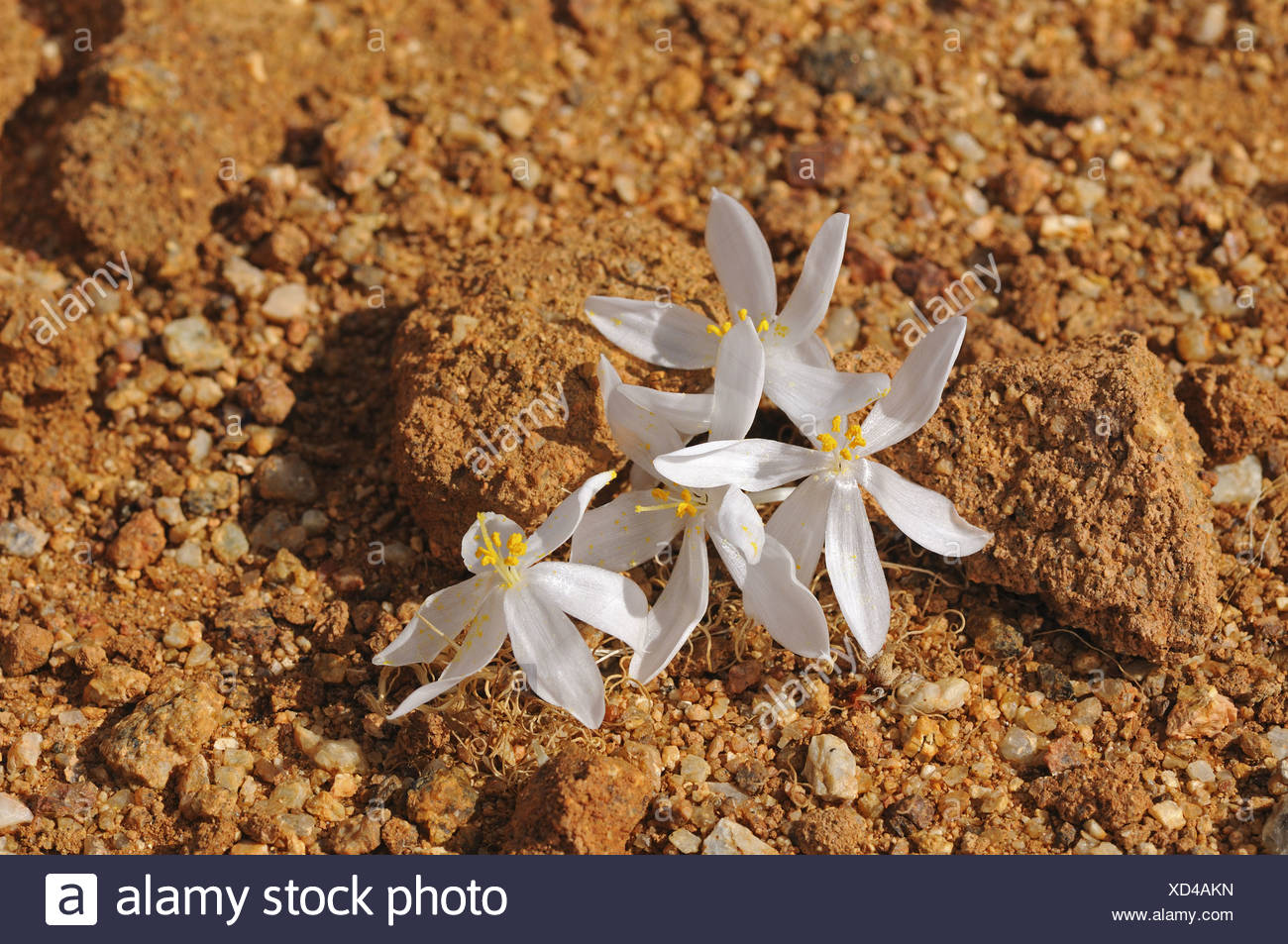 Gethyllis Verticillata Banque d'image et photos - Alamy