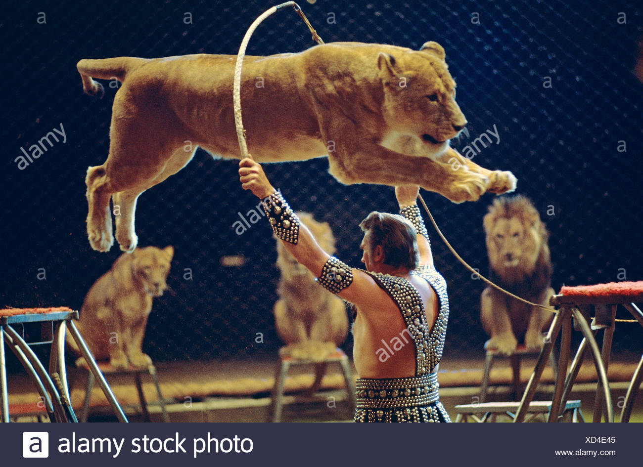 Lion Circus Banque d'image et photos - Alamy