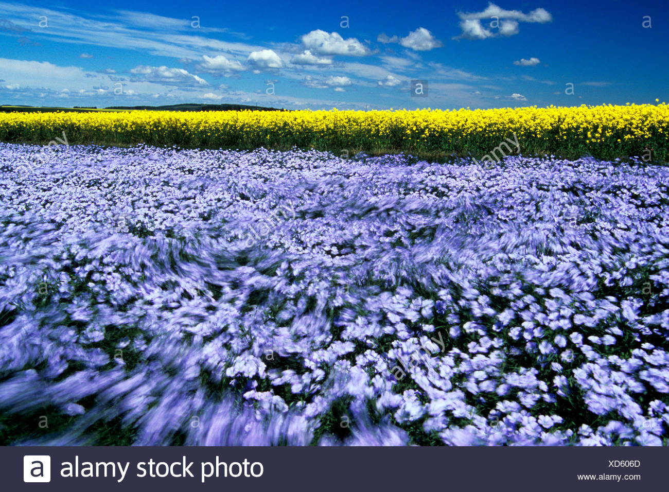 Lin Agricole Banque d'image et photos - Alamy