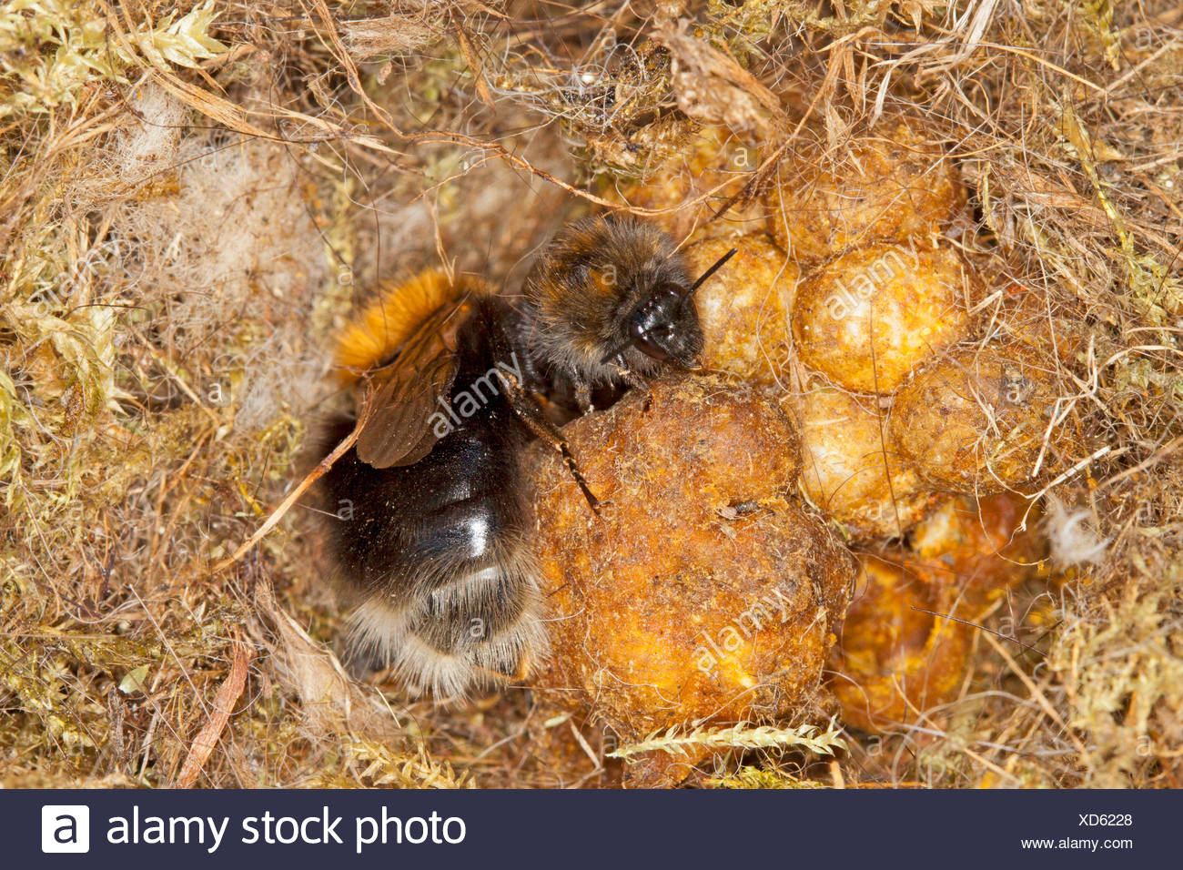 Nid De Bourdons Banque d'image et photos - Alamy