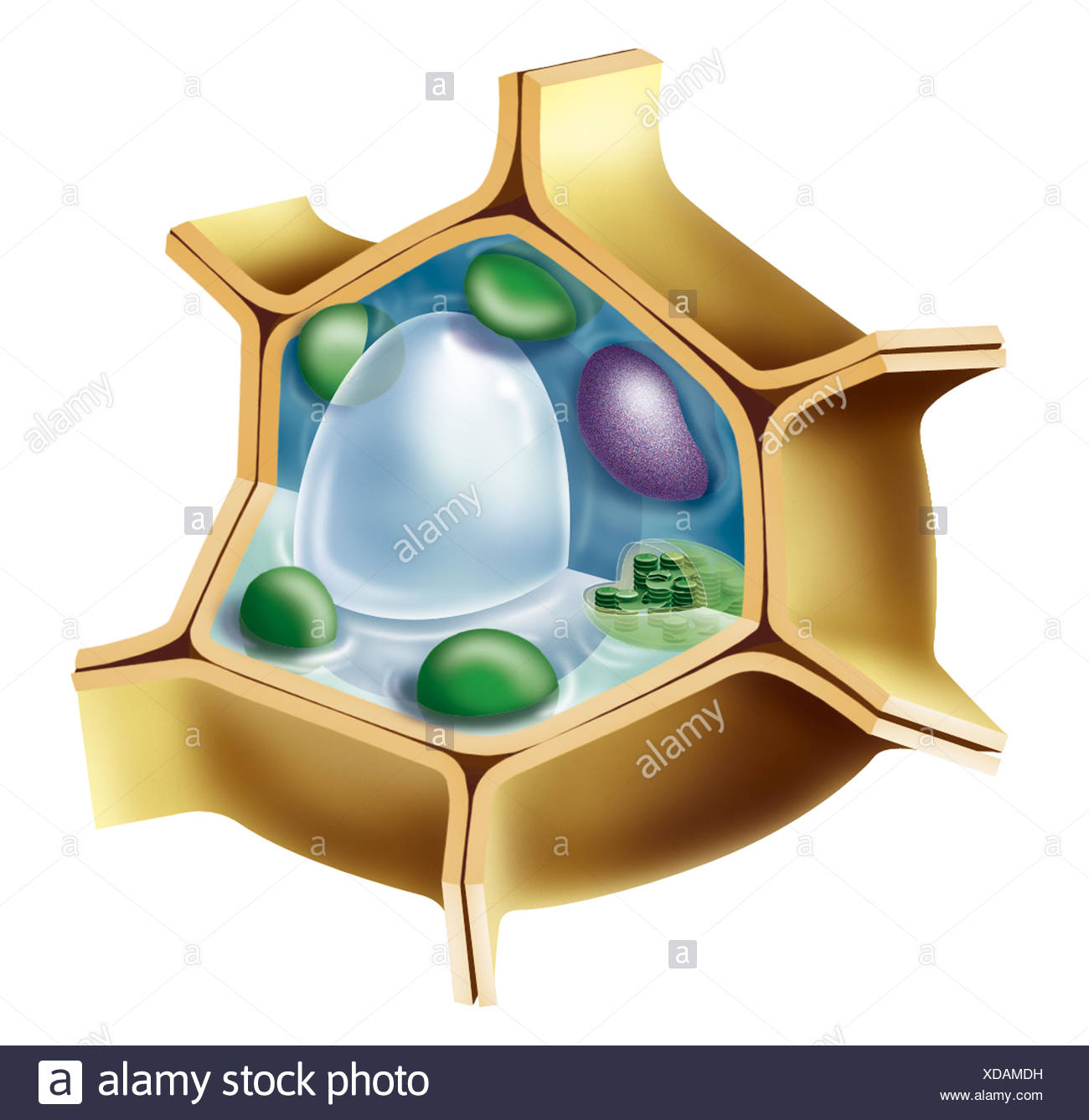 Vacuole Cell Banque d'image et photos - Page 3 - Alamy