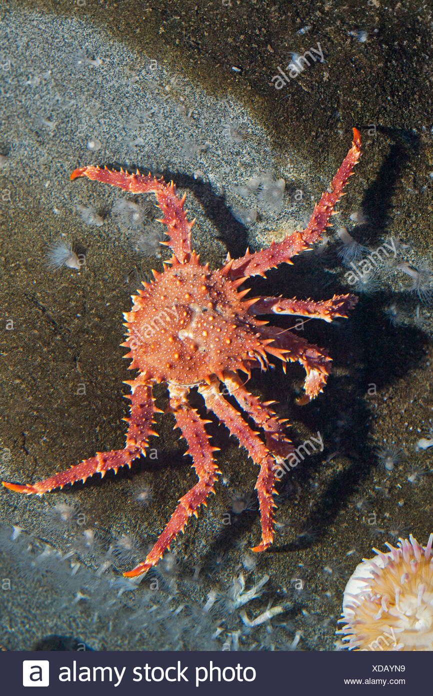 Crabe De Mer Du Nord Banque d'image et photos - Alamy