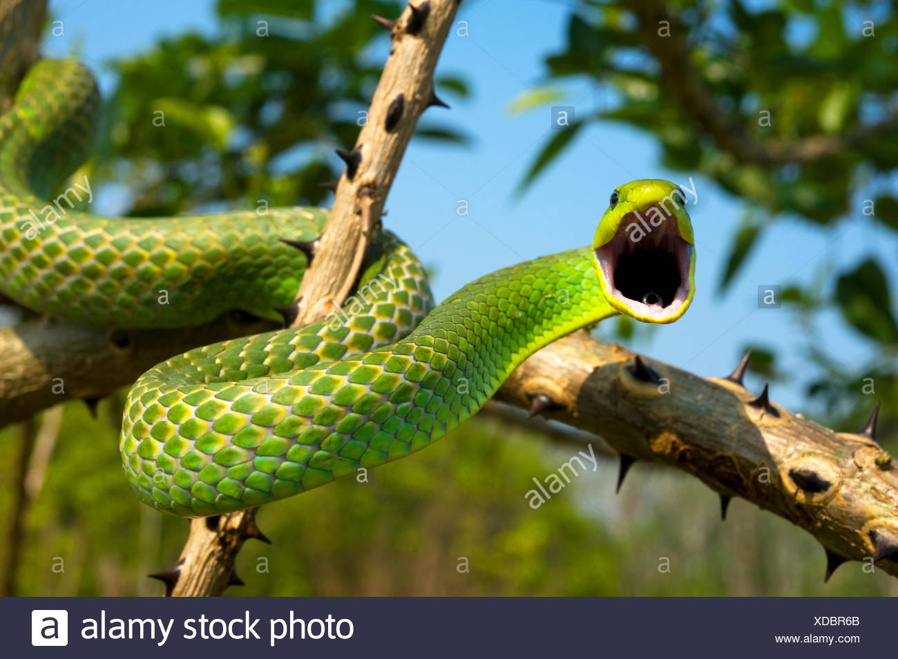 Green Tree Snake Photos & Green Tree Snake Images - Alamy