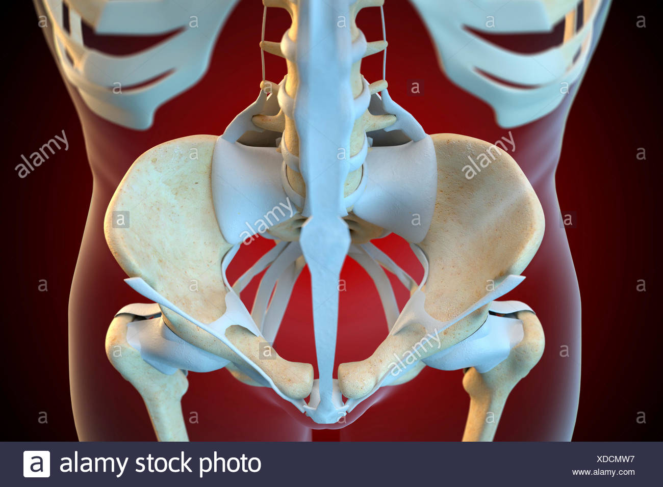 Ligaments Du Bassin Humain Banque d'image et photos - Alamy