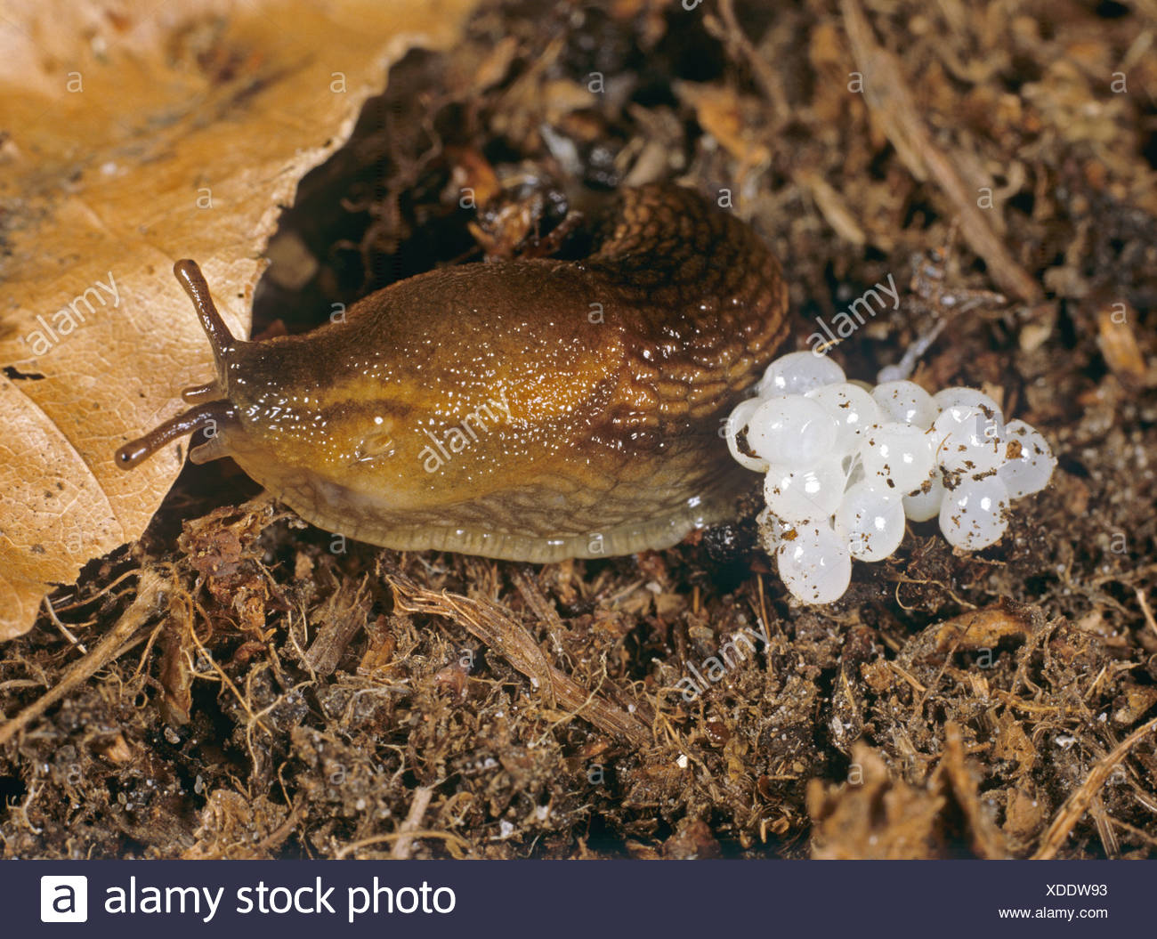 Arion Distinctus Banque d'image et photos - Alamy