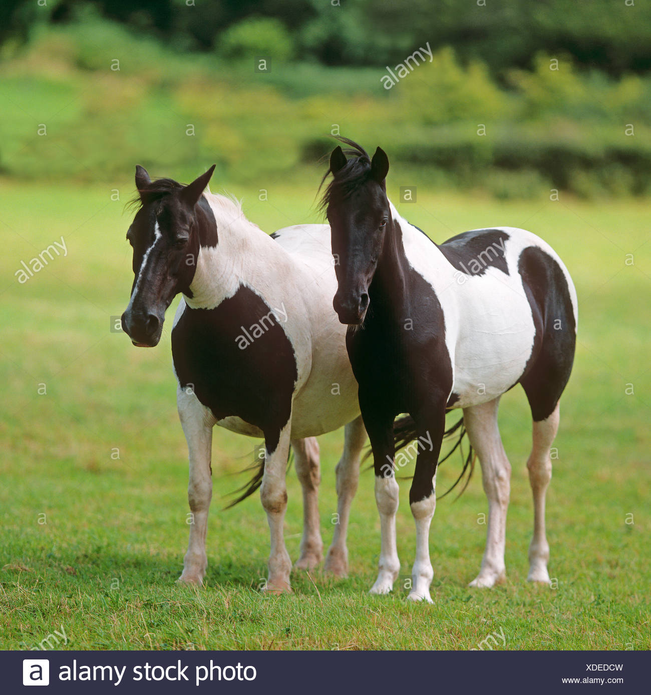 Pottok Horse Banque d'image et photos - Alamy