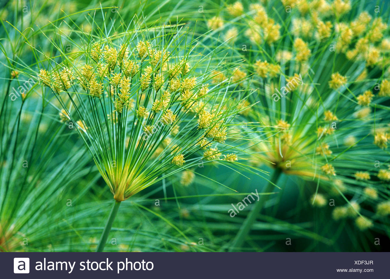 Fleurs De Papyrus Banque d'image et photos - Alamy