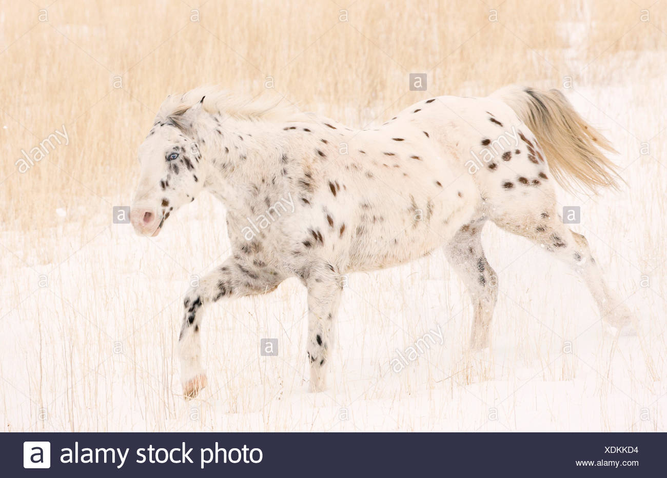Cheval Appaloosa Banque d'image et photos - Alamy