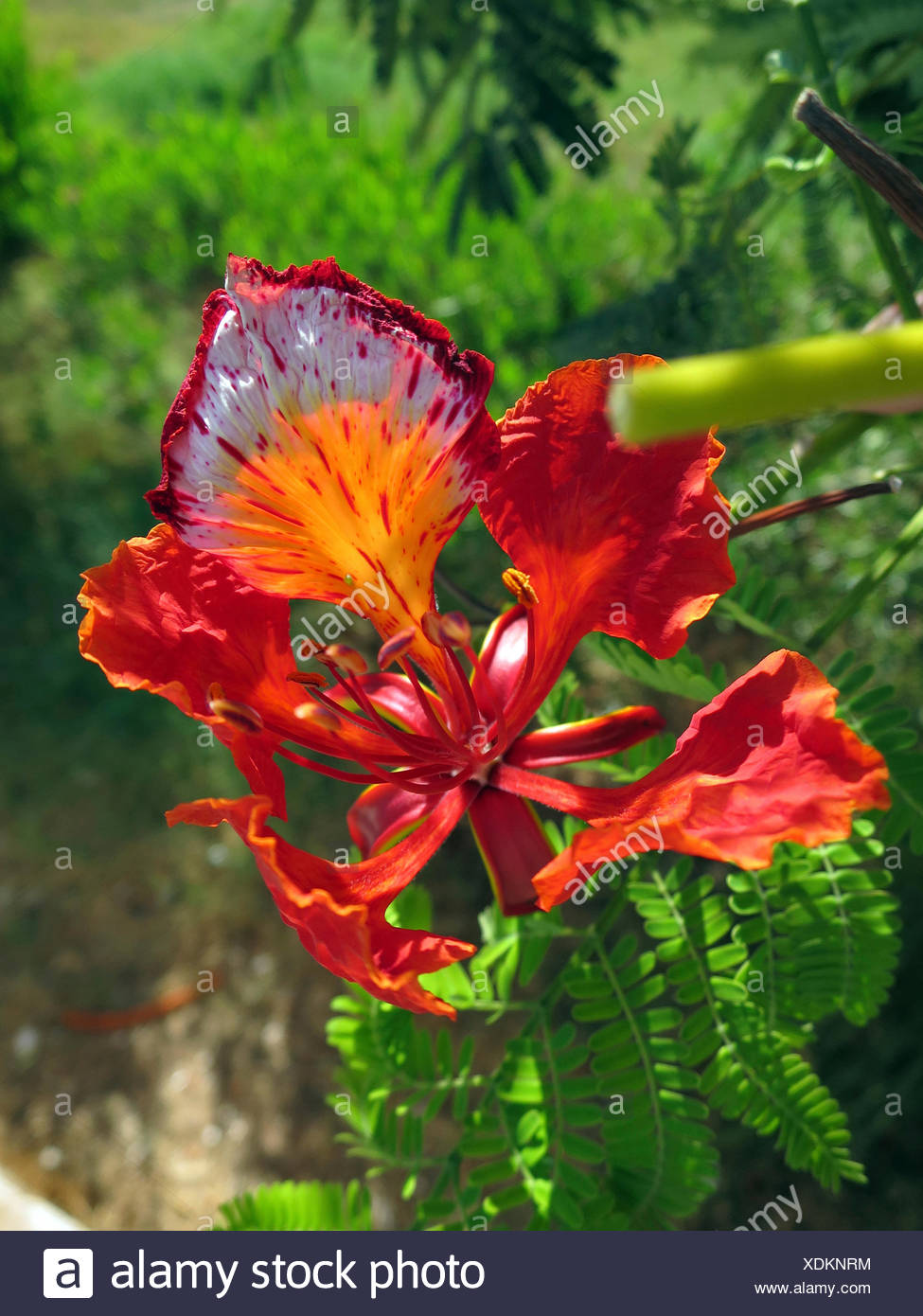Flamboyant Flower Banque d'image et photos - Alamy