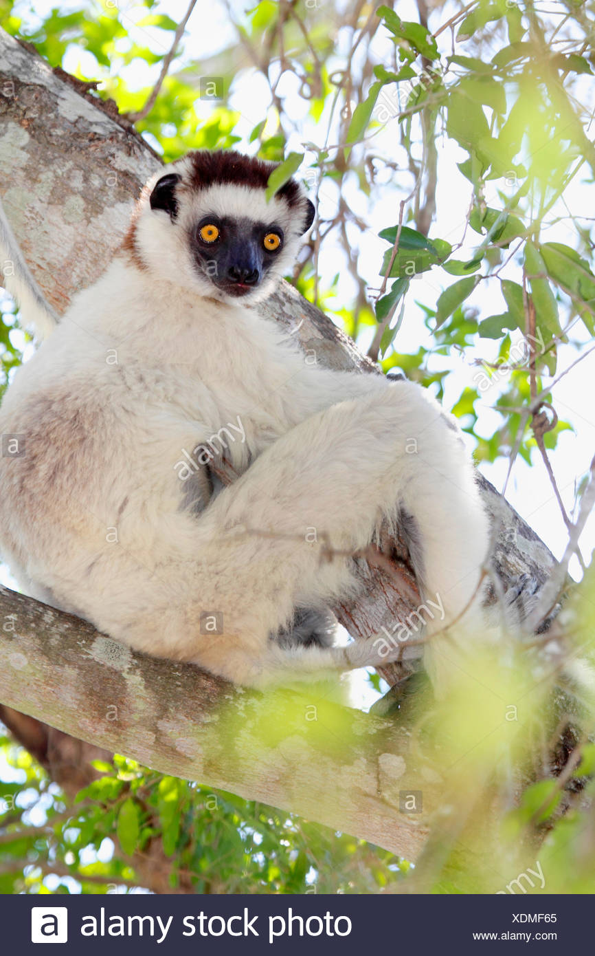 Propithecus Verreauxi Banque d'image et photos - Alamy