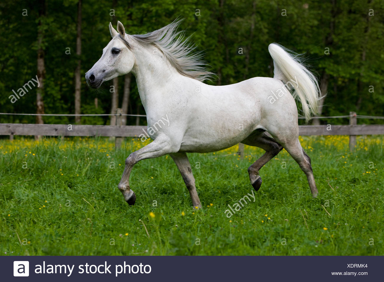 White Arabian Horse Banque d'image et photos - Alamy