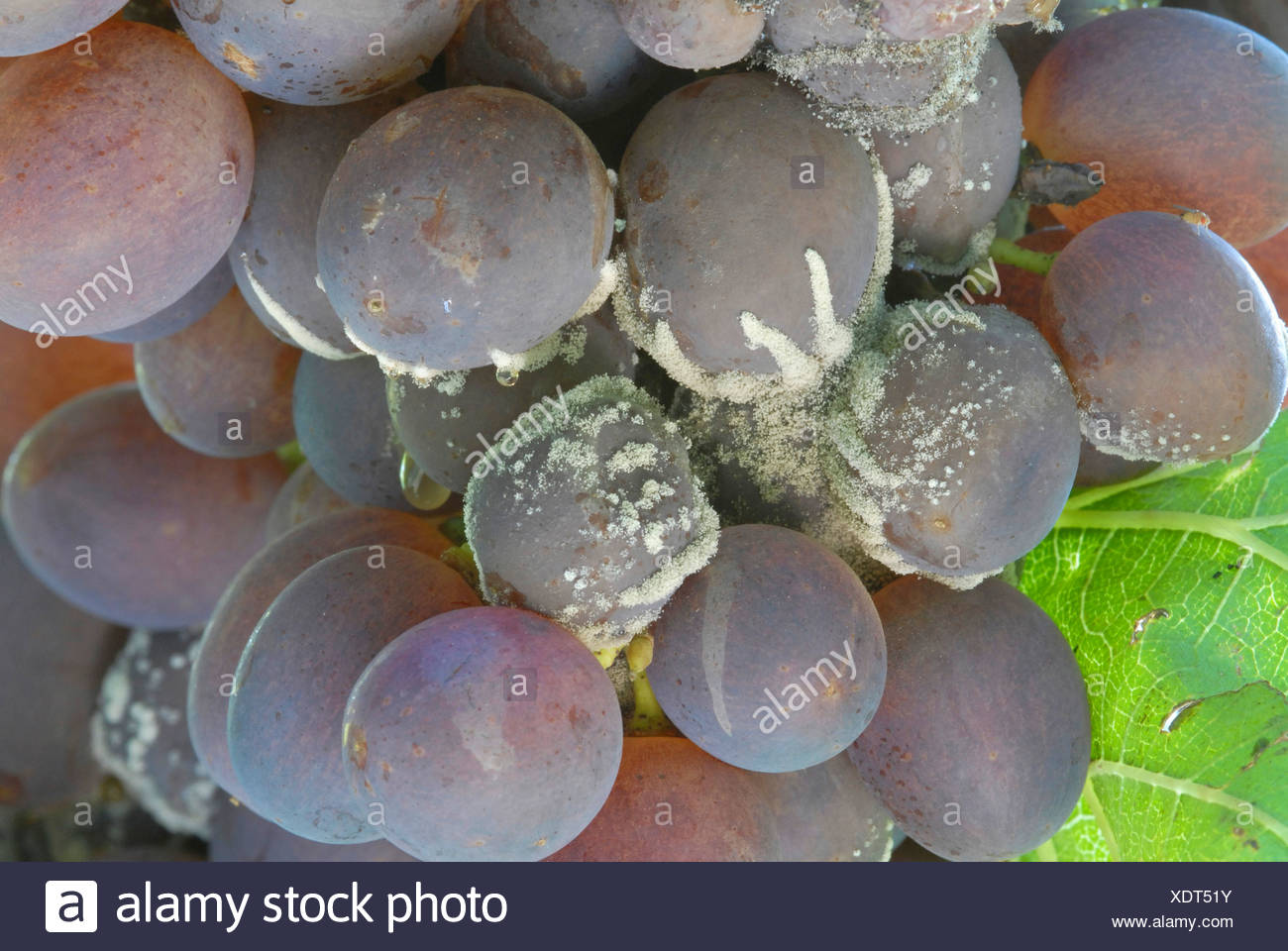 Botrytis Cultivar Banque d'image et photos - Alamy