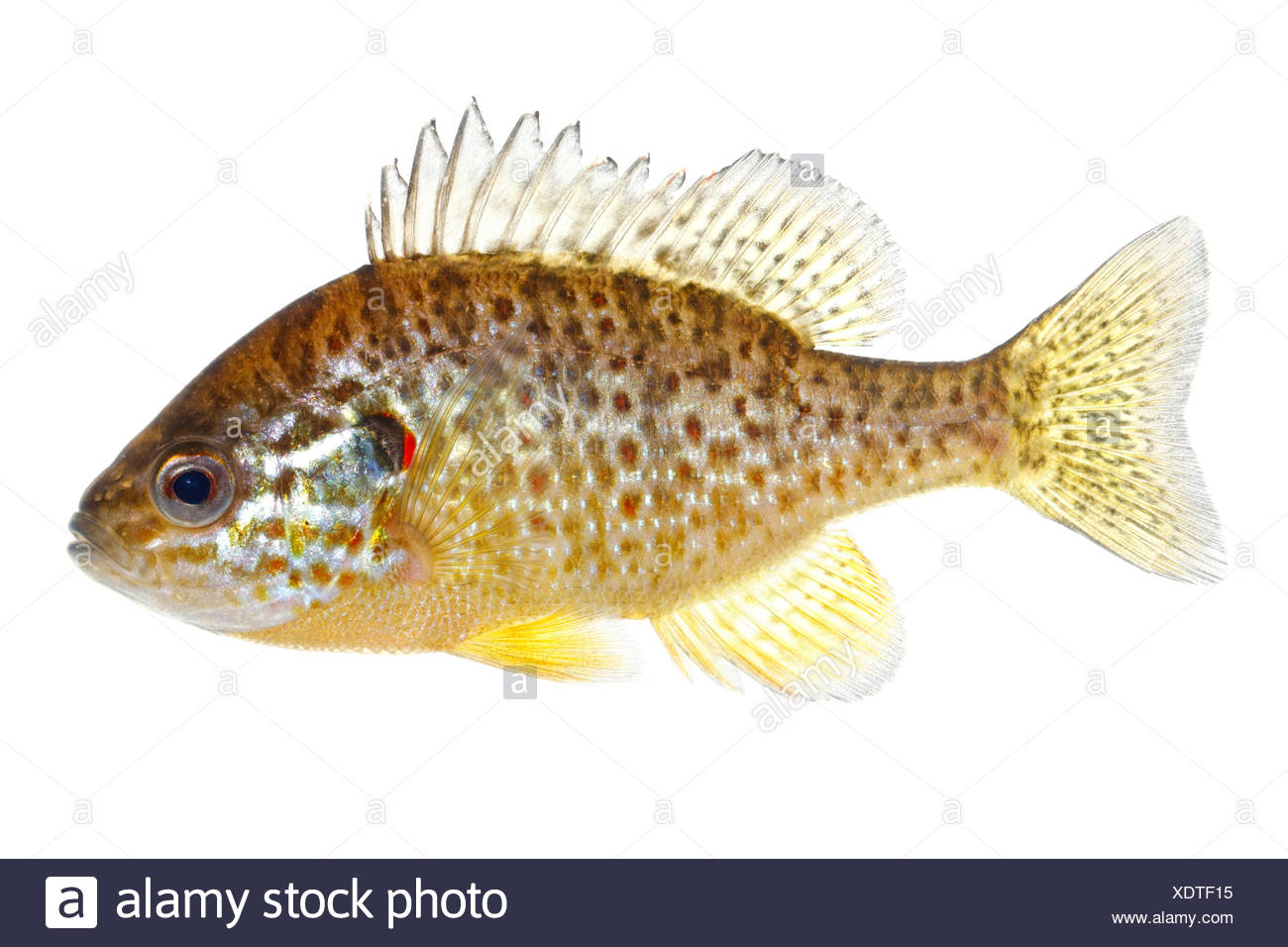 Pumpkinseed Freshwater Fish Lepomis Gibbosus Banque d'image et photos ...