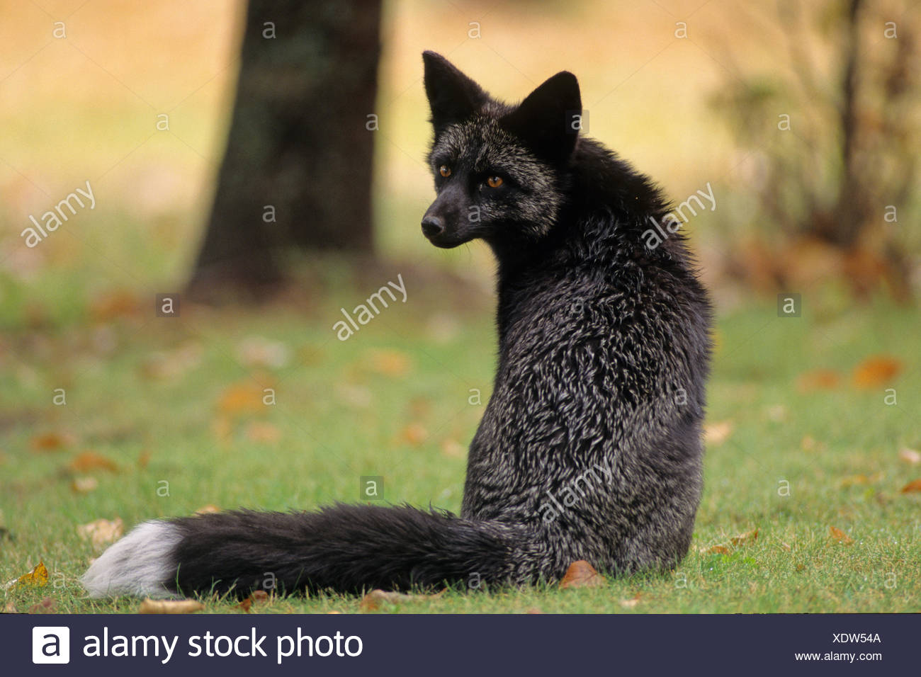 Queue De Renard Banque d'image et photos - Alamy