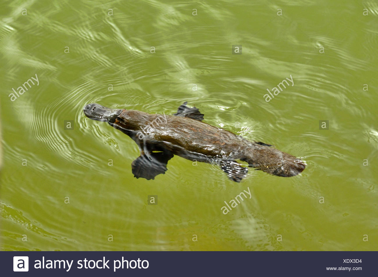 Ornithorhynchus Anatinus Ornithorynque Banque d'image et photos - Alamy