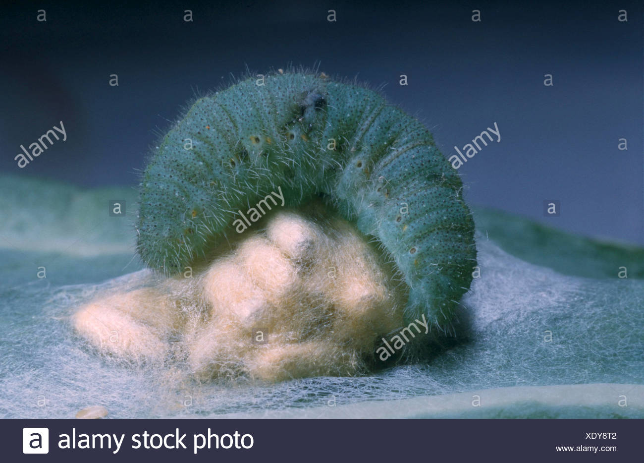 Braconid Wasps Braconidae Banque d'image et photos - Alamy