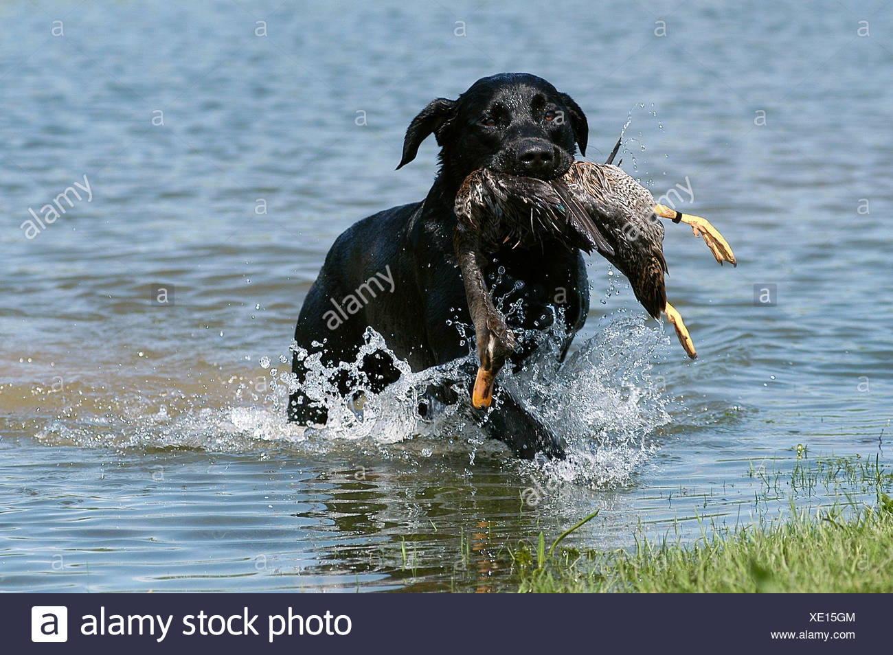 Canard Labrador Banque d'image et photos - Alamy