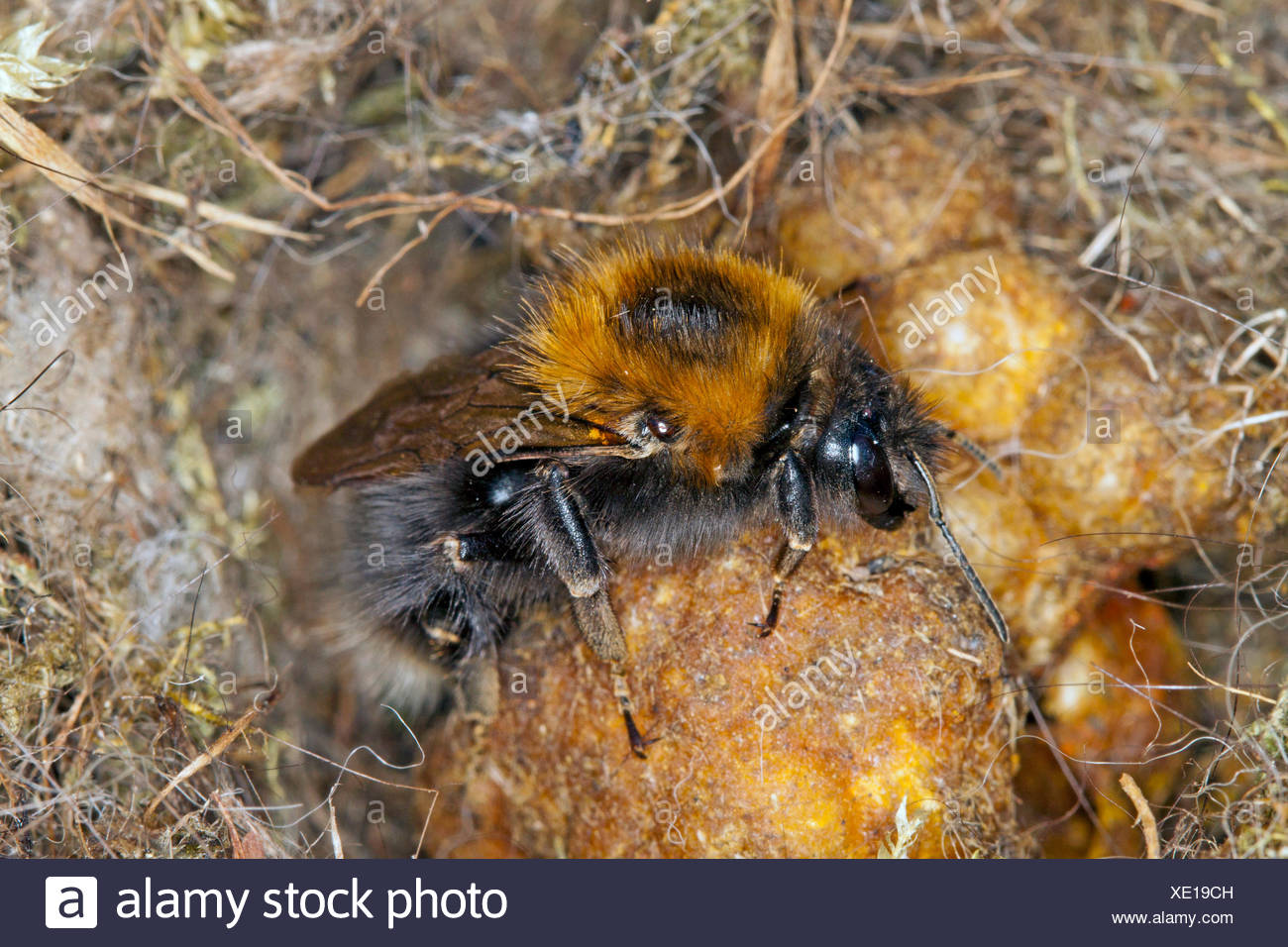 Nid De Bourdons Banque d'image et photos - Alamy