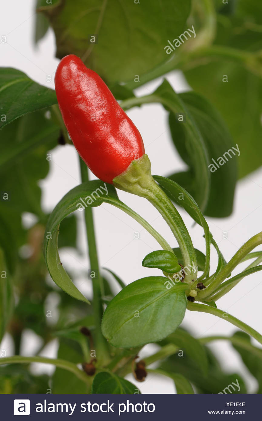 Piment Chili Rouge Banque d'image et photos - Alamy