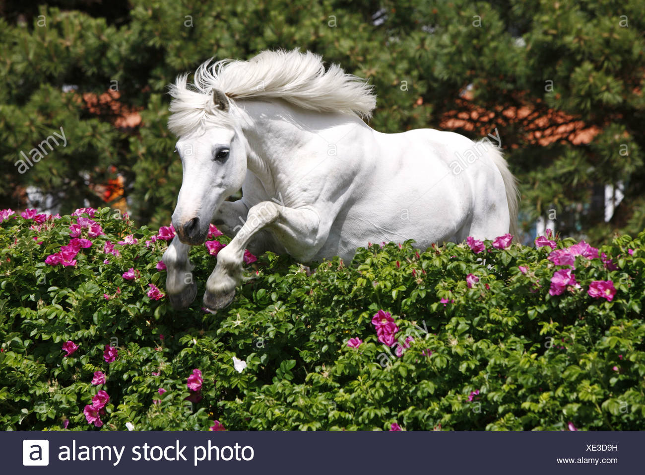 Horse Jumping Hedge Banque d'image et photos - Alamy