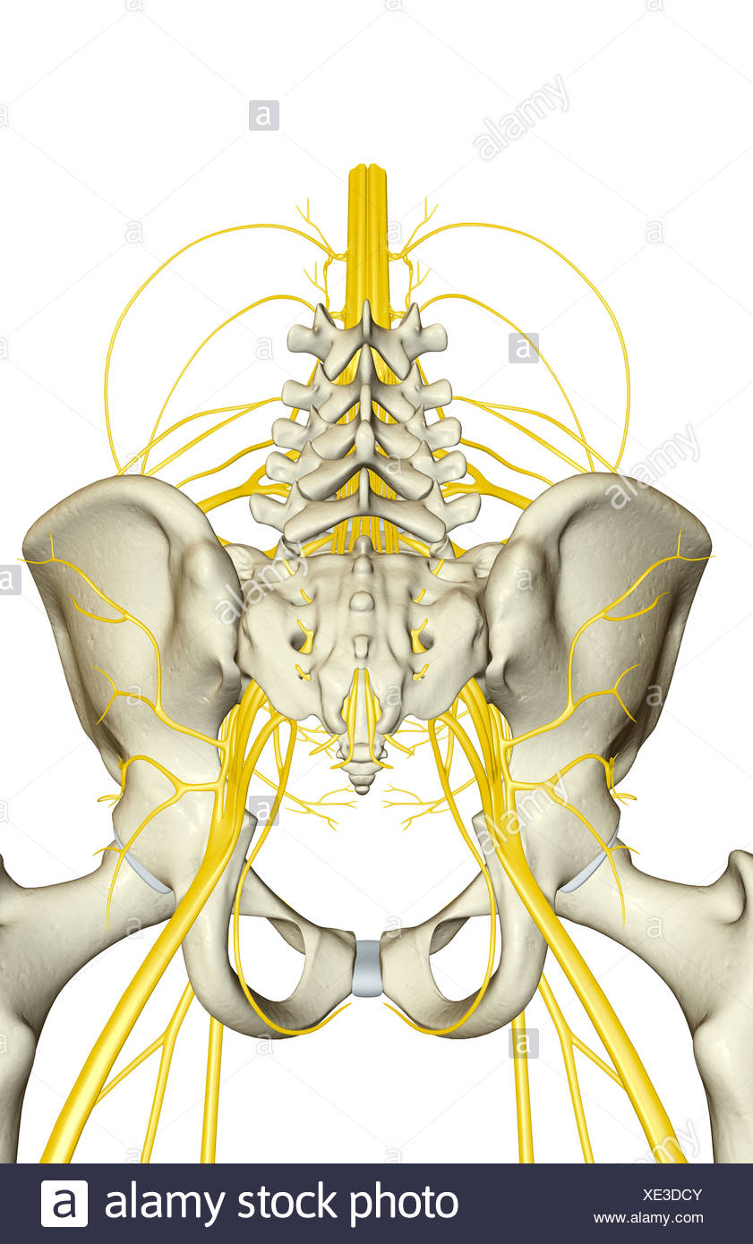 Nerf Fémoral Banque d'image et photos - Alamy
