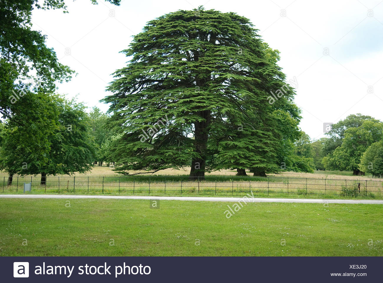 Cèdre Du Liban Cedrus Libani Banque d'image et photos - Alamy
