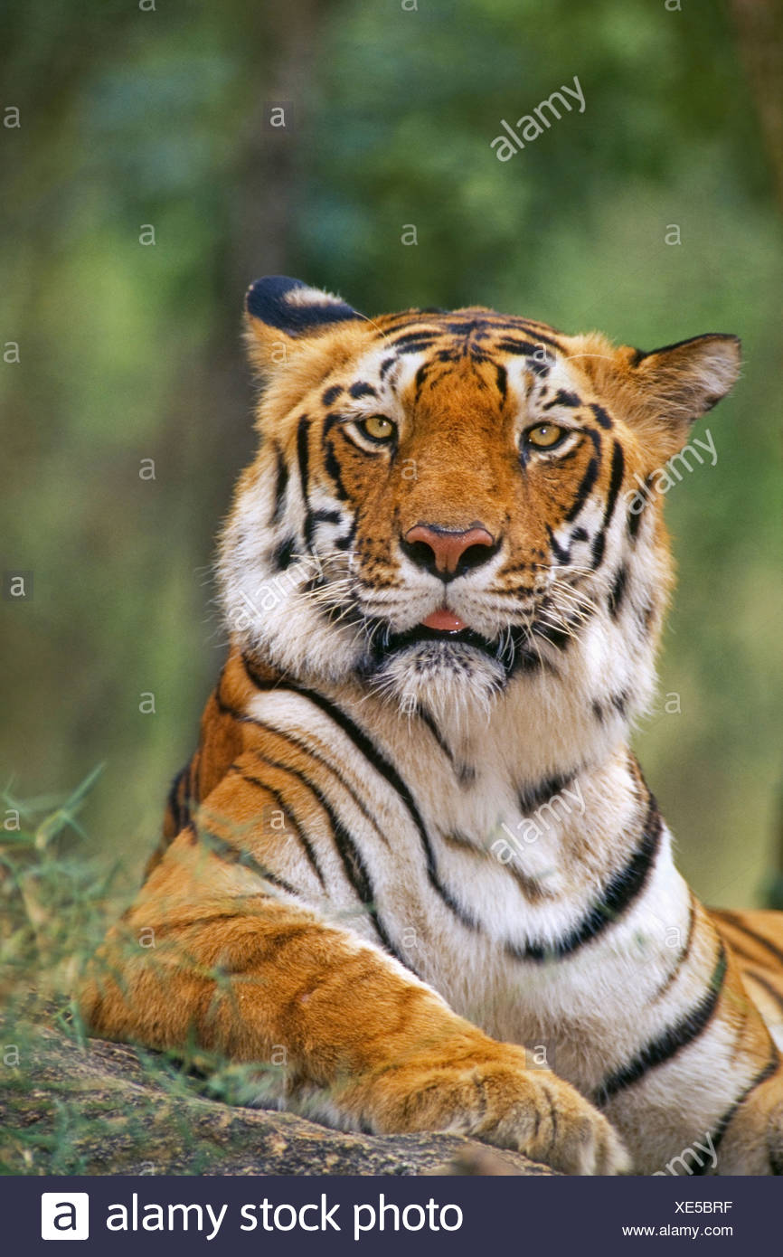 Tigre Du Bengale Inde Sauvage Banque d'image et photos - Alamy