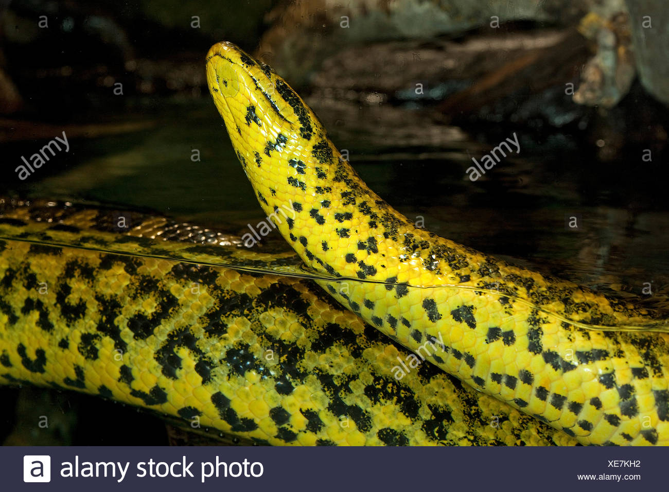 Anaconda Jaune Banque d'image et photos - Alamy