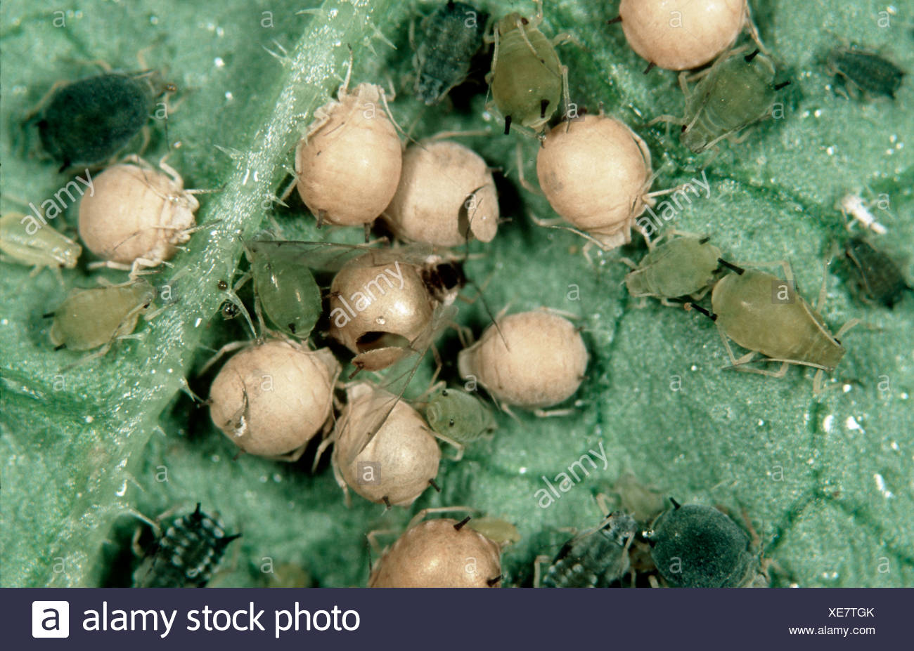 Momies De Pucerons Banque d'image et photos - Alamy