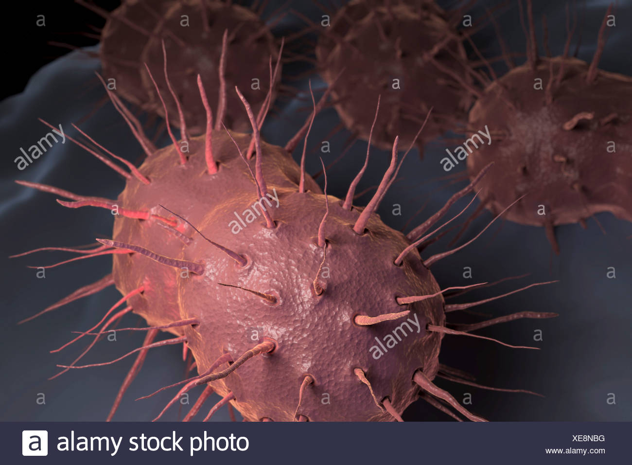 Gram Negative Neisseria Gonorrhoeae Banque d'image et photos - Alamy