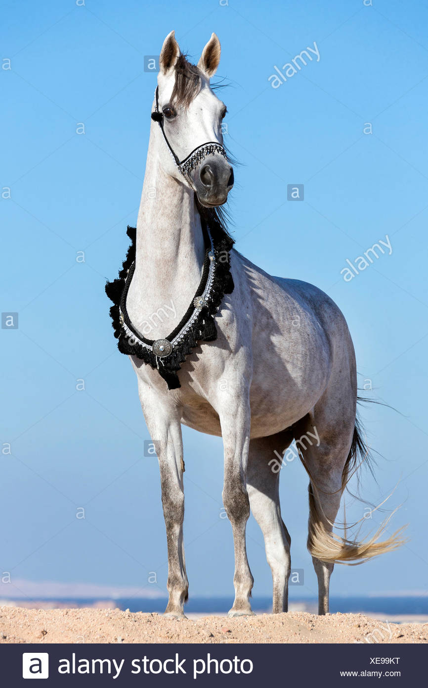 Arabian Horse Traditional Arabian Tack Banque d'image et photos - Alamy