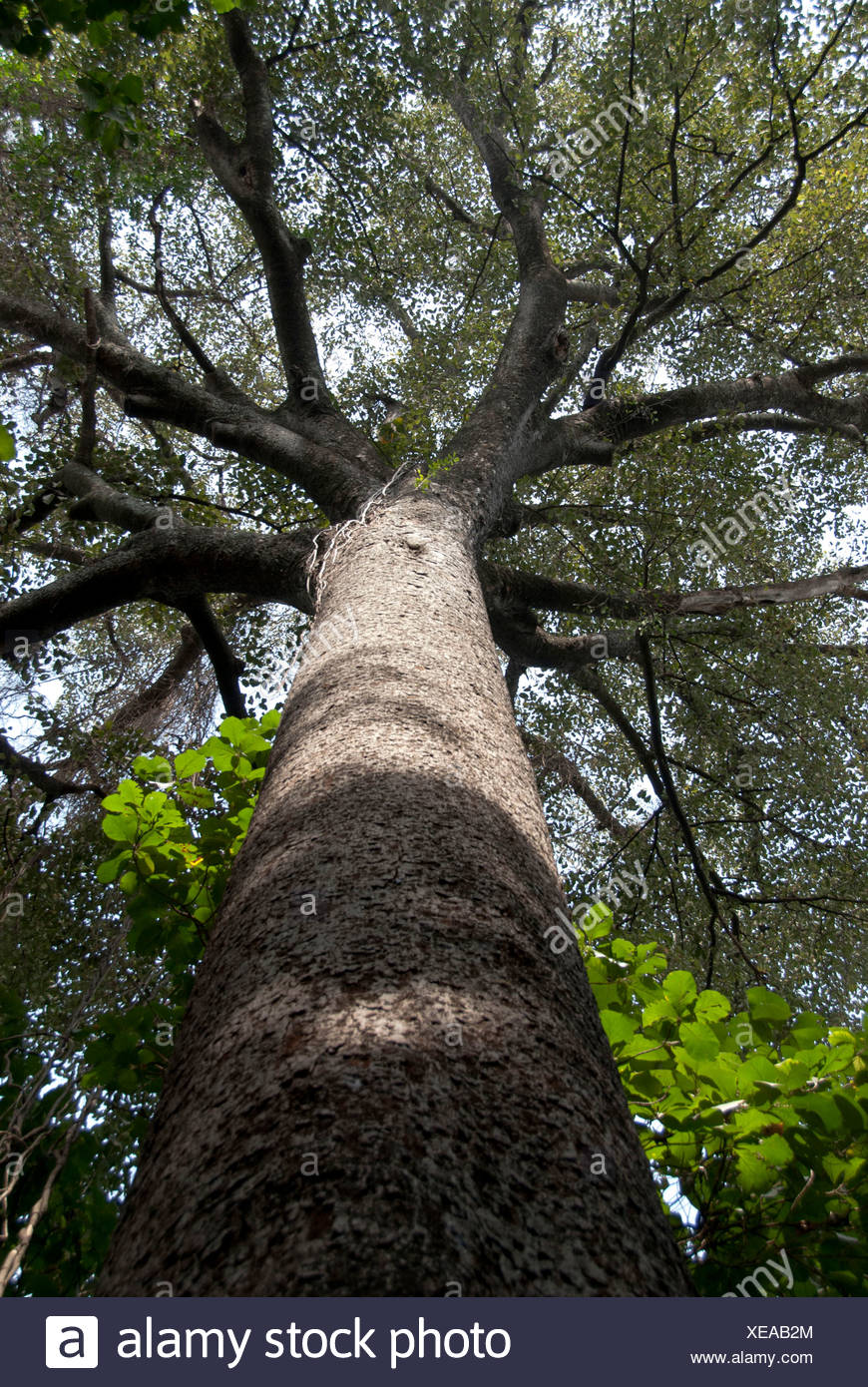Iroko Tree Banque d'image et photos - Alamy