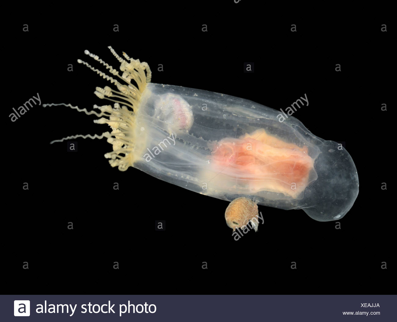 Neoturris Pileata Banque d'image et photos - Alamy