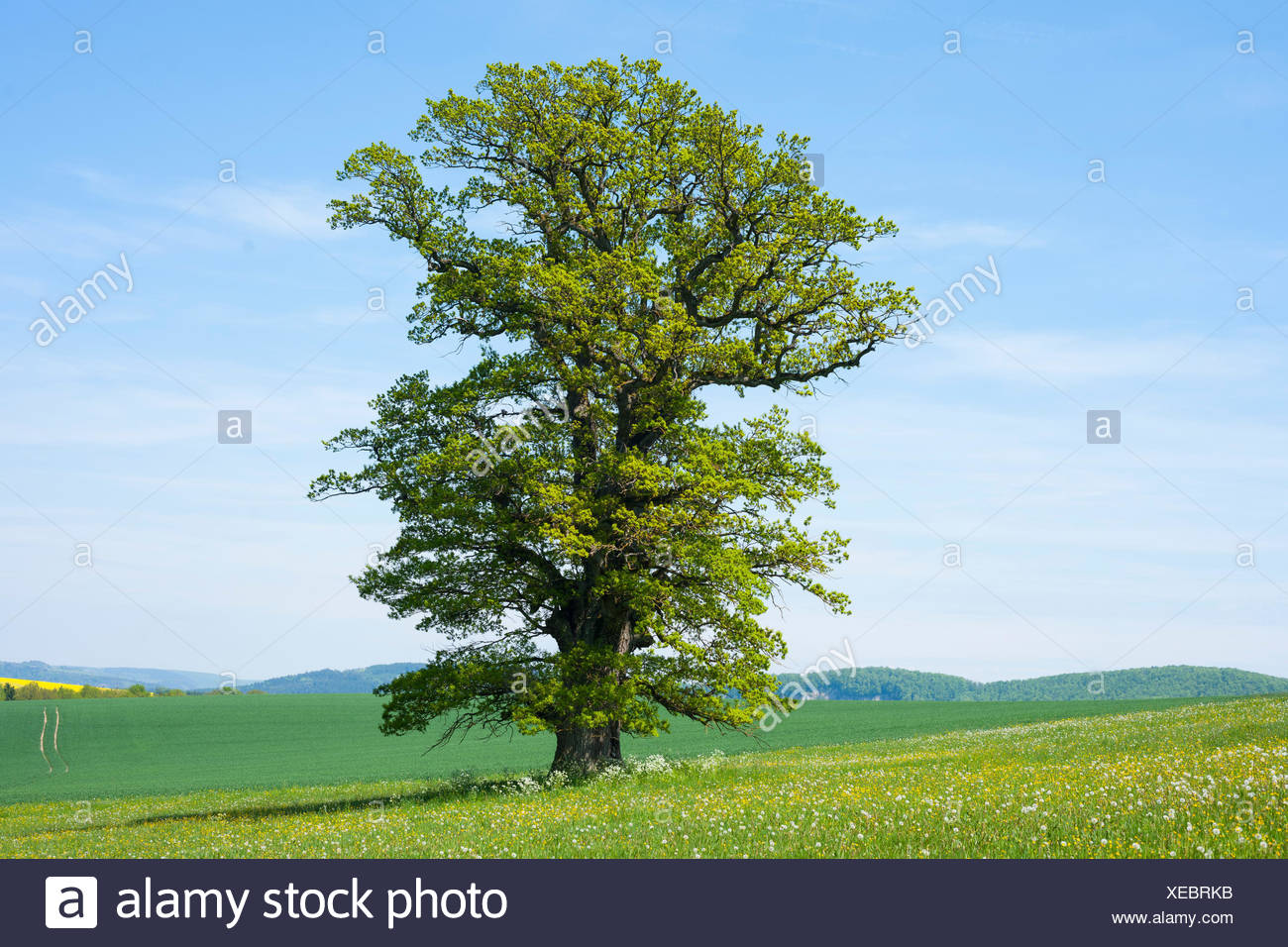 Avec Arbre Solitaire Banque d'image et photos - Alamy